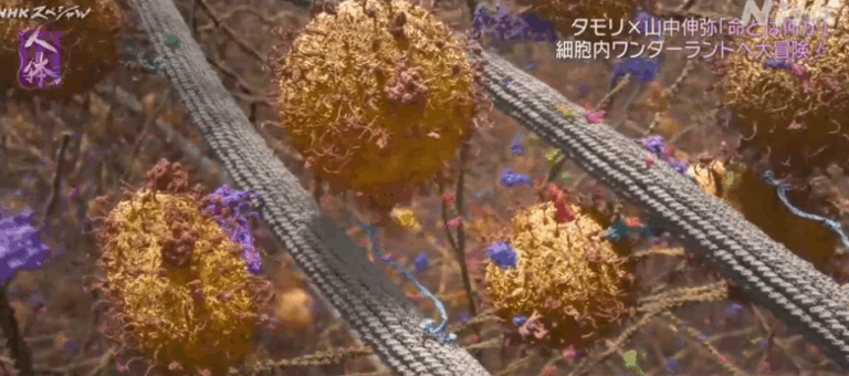 NHKスペシャル「人体 III」命の源～細胞～分裂・協力の仕組み：驚異のミクロ世界を徹底解説！